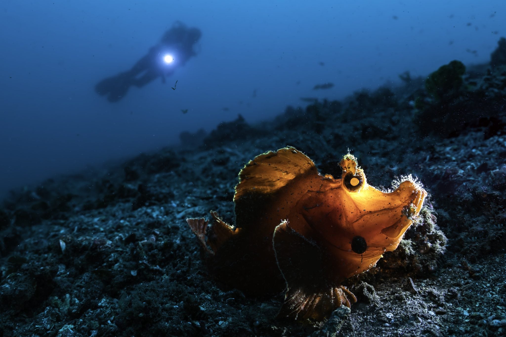What Is Macro Diving: The Ultimate Beginner’s Guide