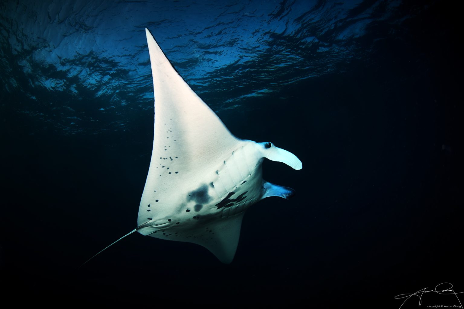 Differences Between Oceanic Manta Rays and Reef Manta Rays - Solitude World