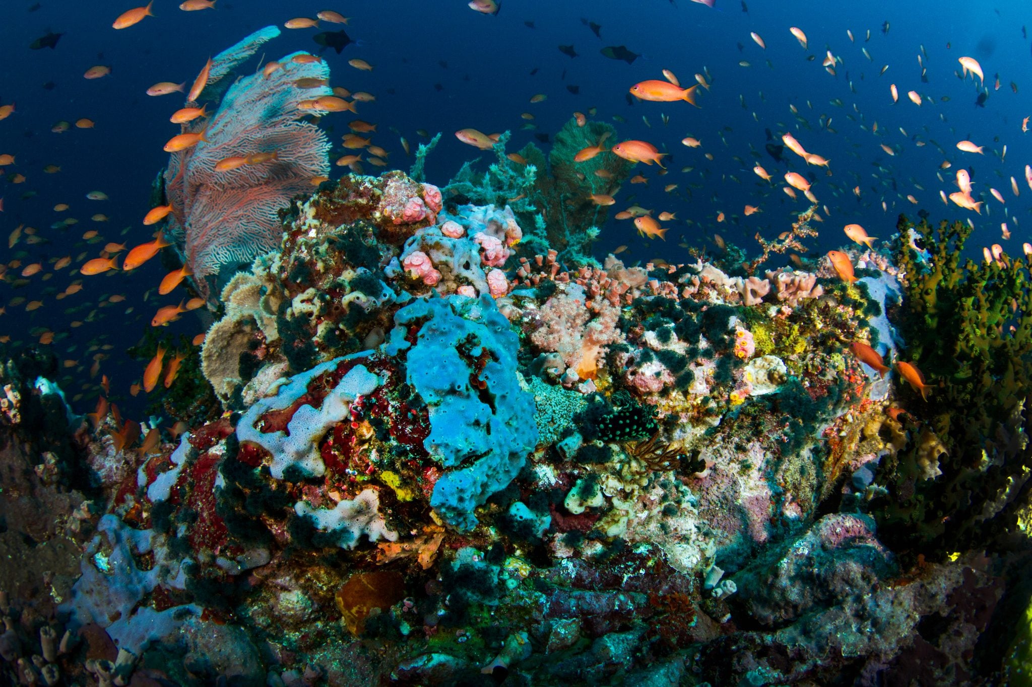 10 Most Beautiful Coral Reef Scuba Diving Destinations