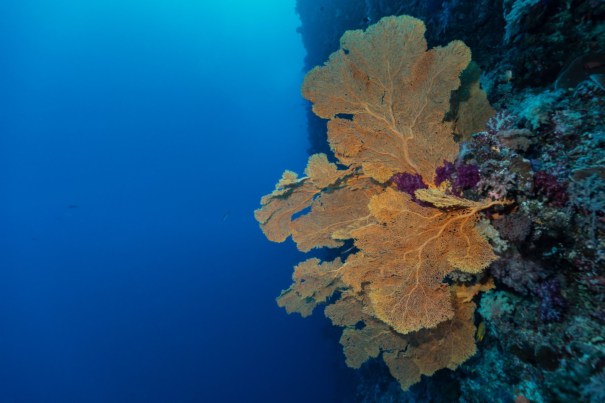 10 Most Beautiful Coral Reef Scuba Diving Destinations