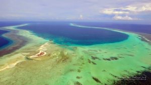 Get to Know the Pygmy Seahorse, A Macro Diving Delight – Solitude World