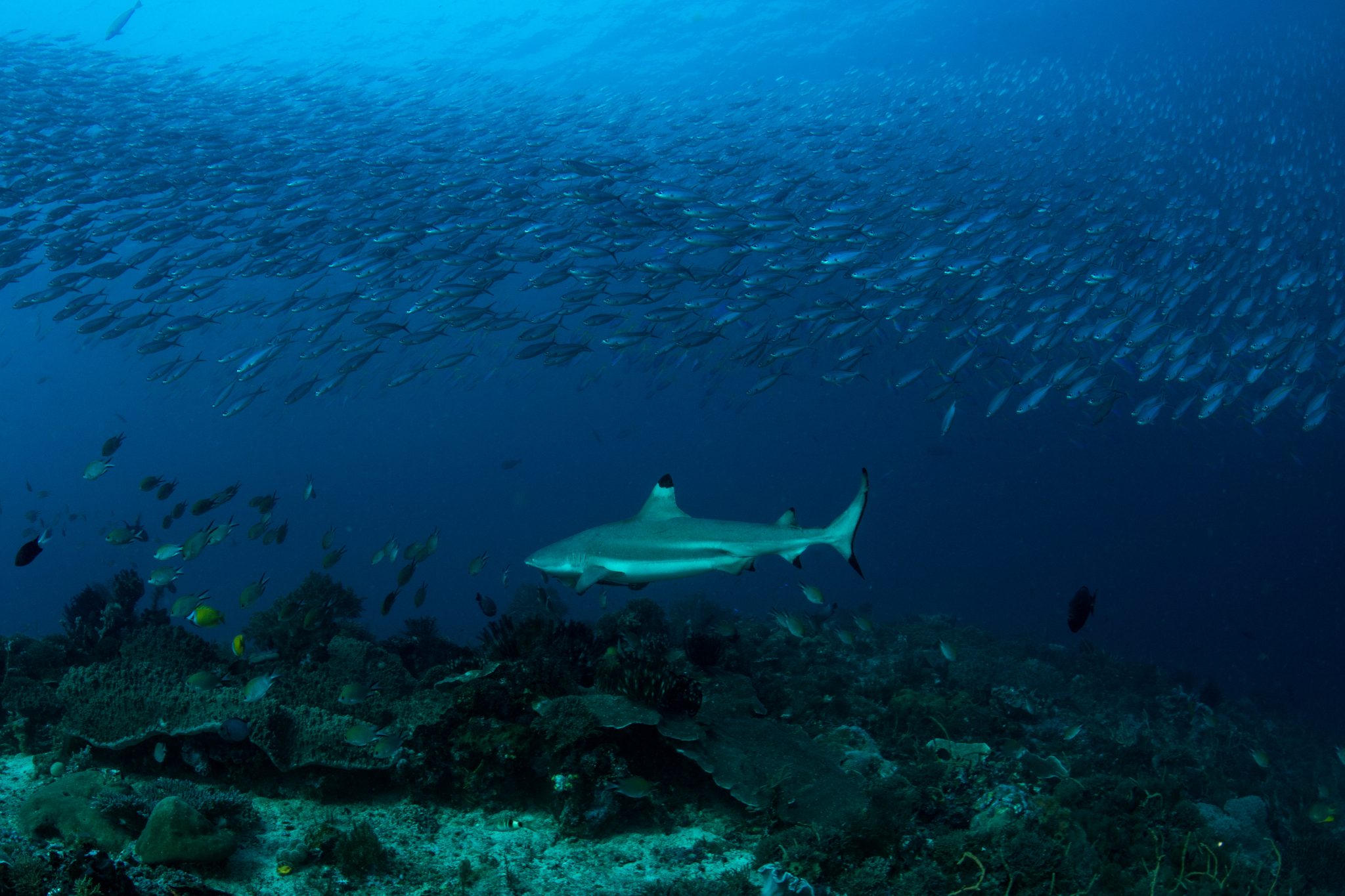 Alor Diving: Guide to Scuba Diving in Alor - Solitude World