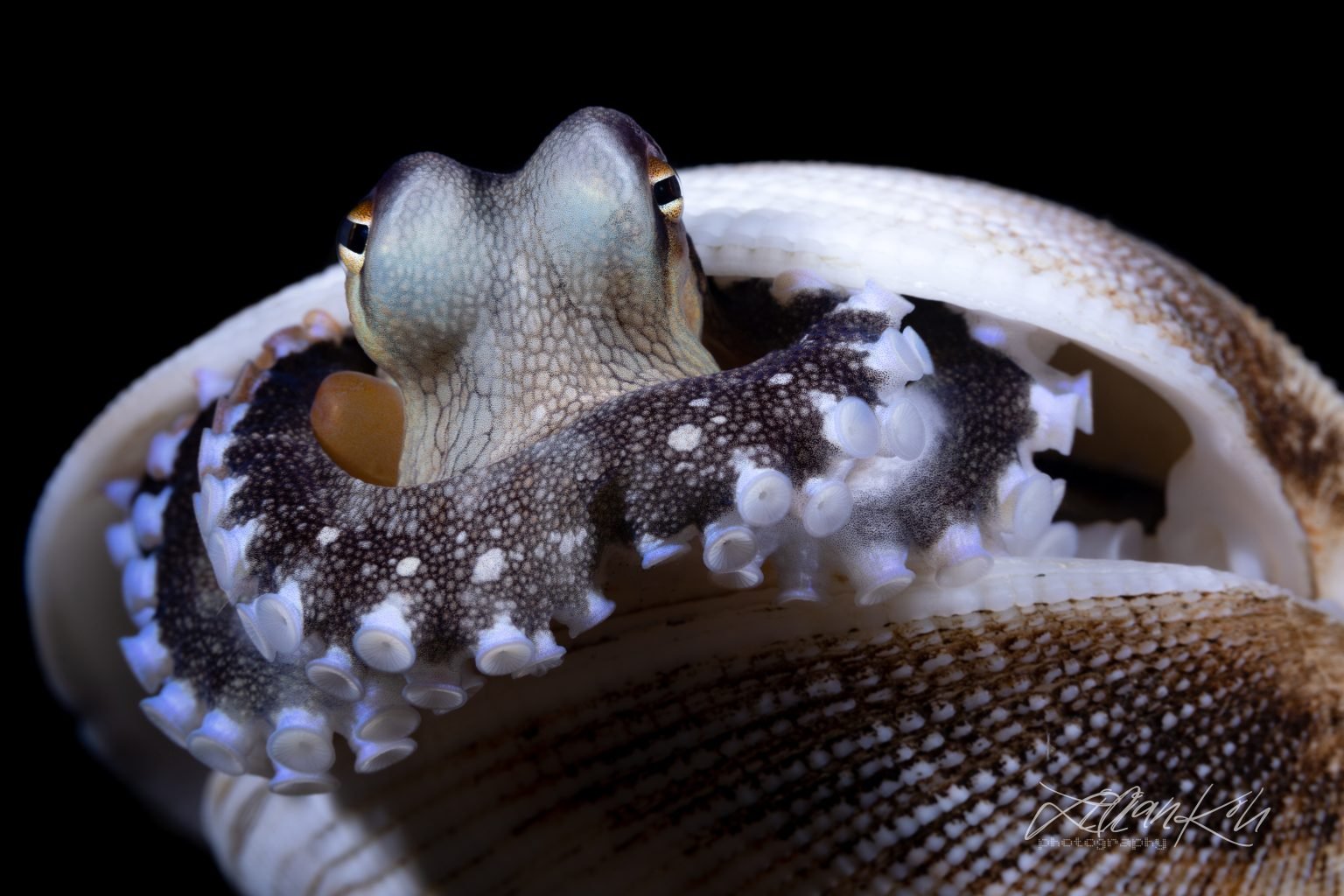 Coconut Octopus: Dive Spots & Photo Tips - Solitude World