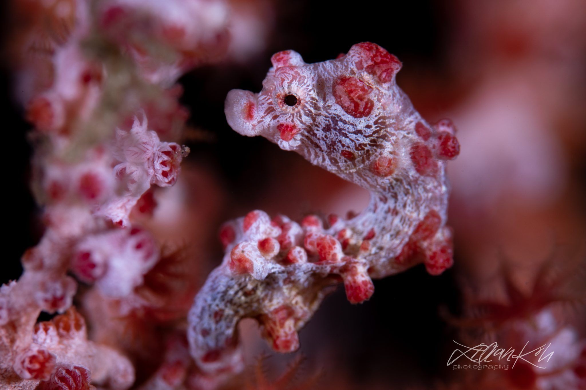 10 Marine Life of the Philippines to See on a Dive