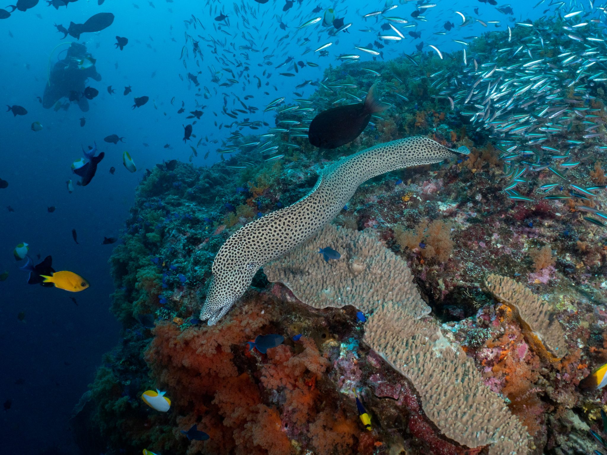 Where is Banda Sea? Explore Diving & Liveaboard Adventures - Solitude World