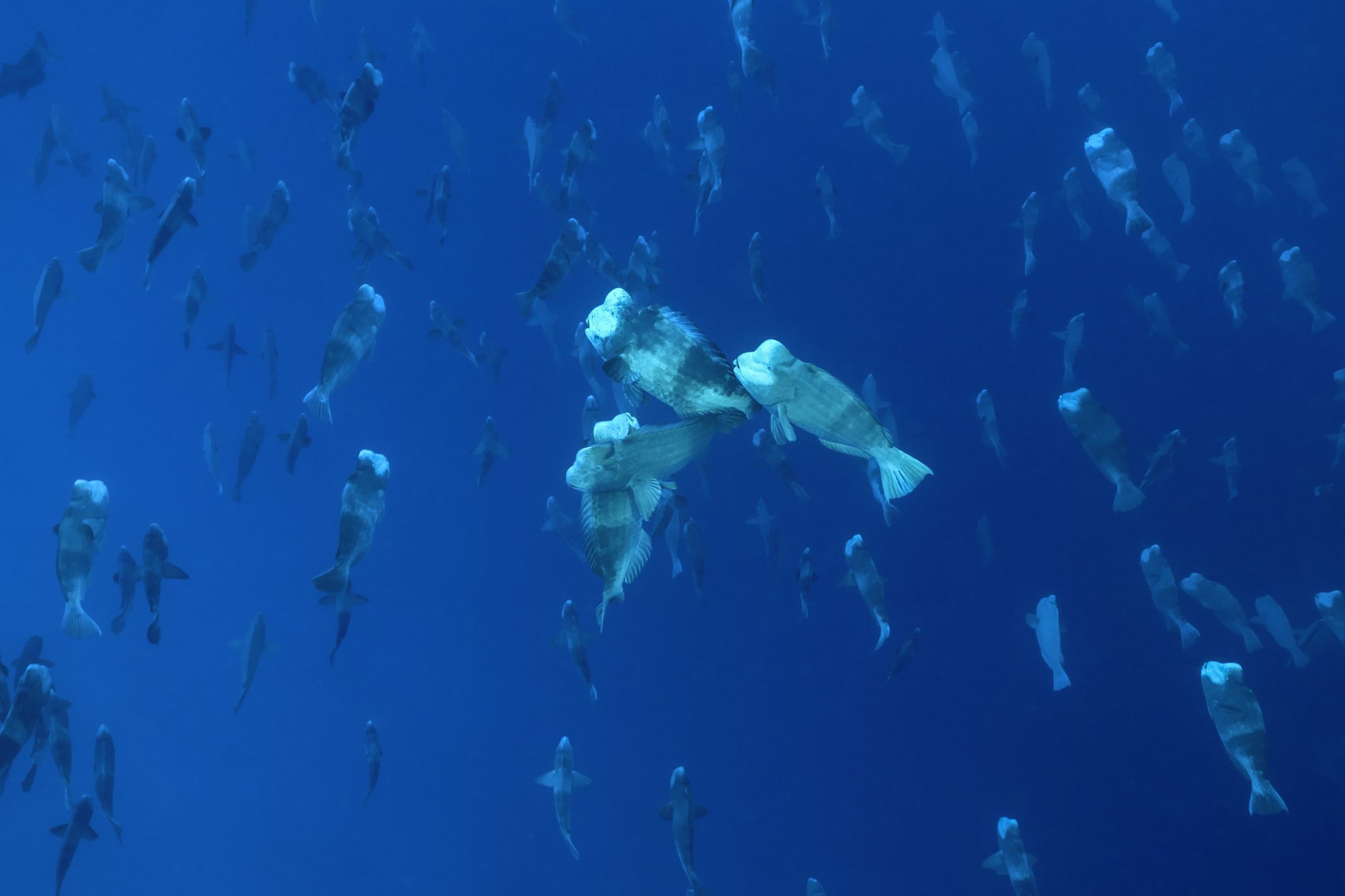 Diving in Banda Neira: Indonesia's Underwater Paradise