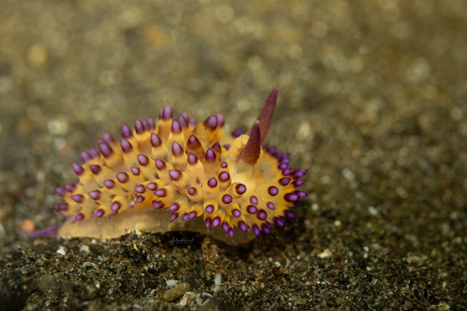 What Are Nudibranchs & Why They're Special - Solitude World
