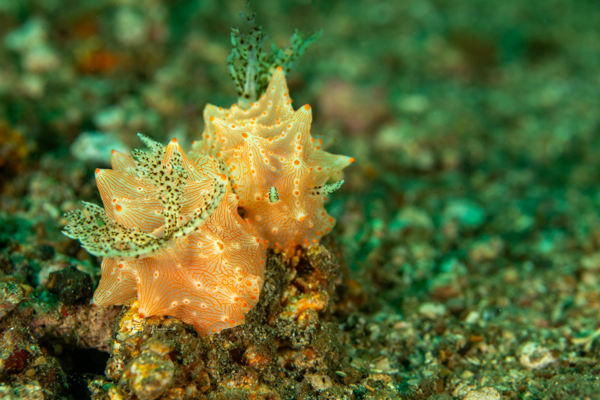What Are Nudibranchs & Why They're Special - Solitude World