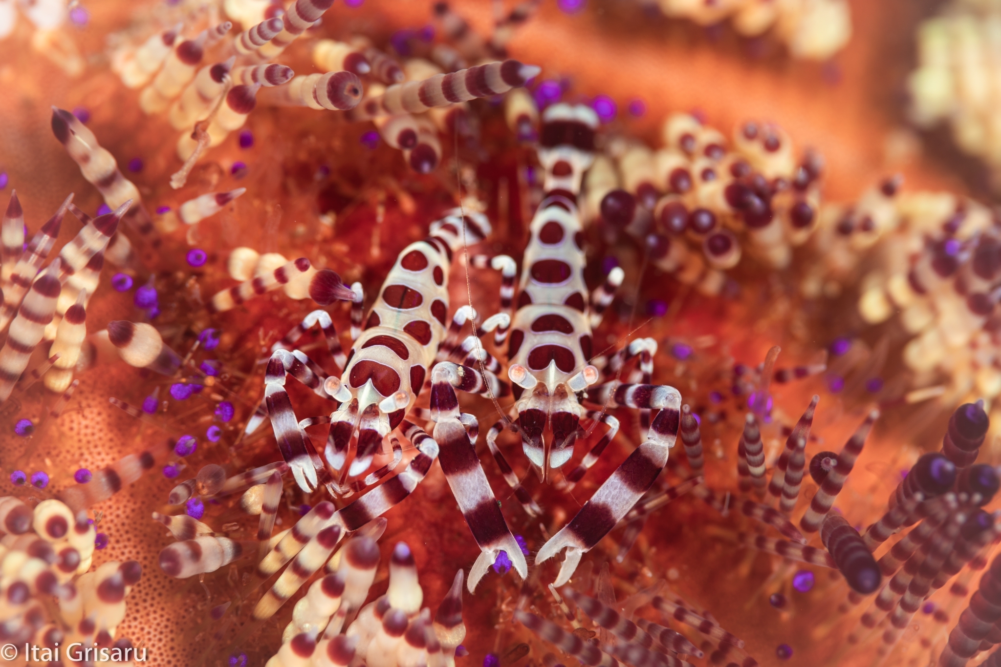 10 Famous Dive Sites in Anilao, Philippines - Solitude World
