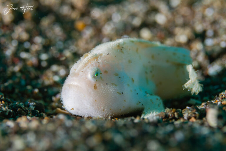 10 Famous Dive Sites in Anilao, Batangas, The Philippines - Solitude World