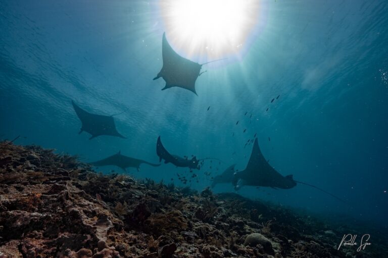 The Difference Between Manta Rays and Mobula Rays - Solitude World