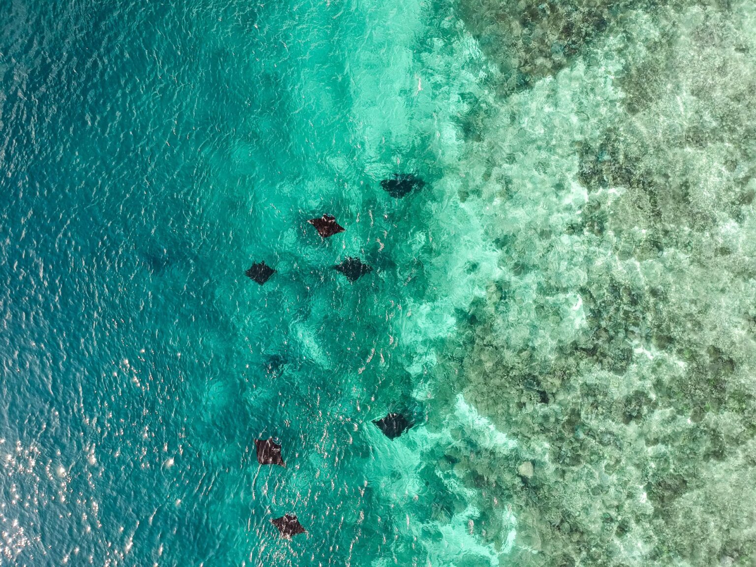 The Difference Between Manta Rays and Mobula Rays - Solitude World