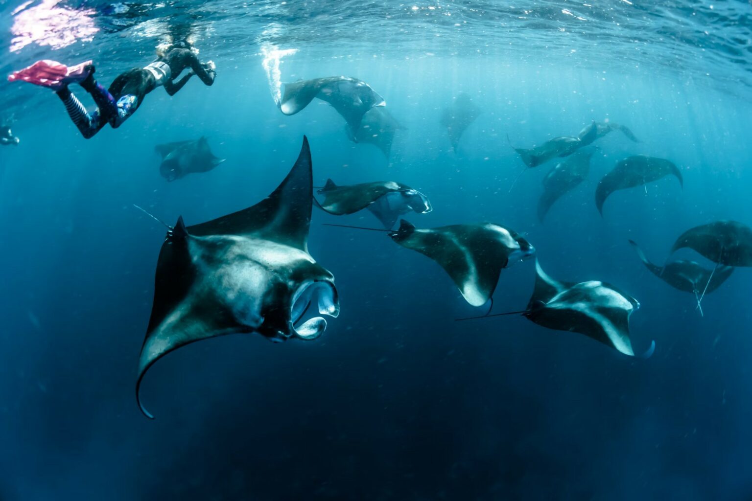 The Difference Between Manta Rays and Mobula Rays - Solitude World