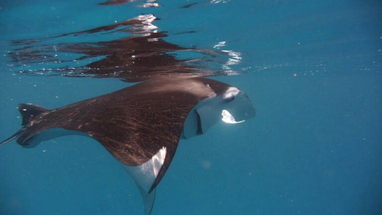 The Difference Between Manta Rays and Mobula Rays - Solitude World
