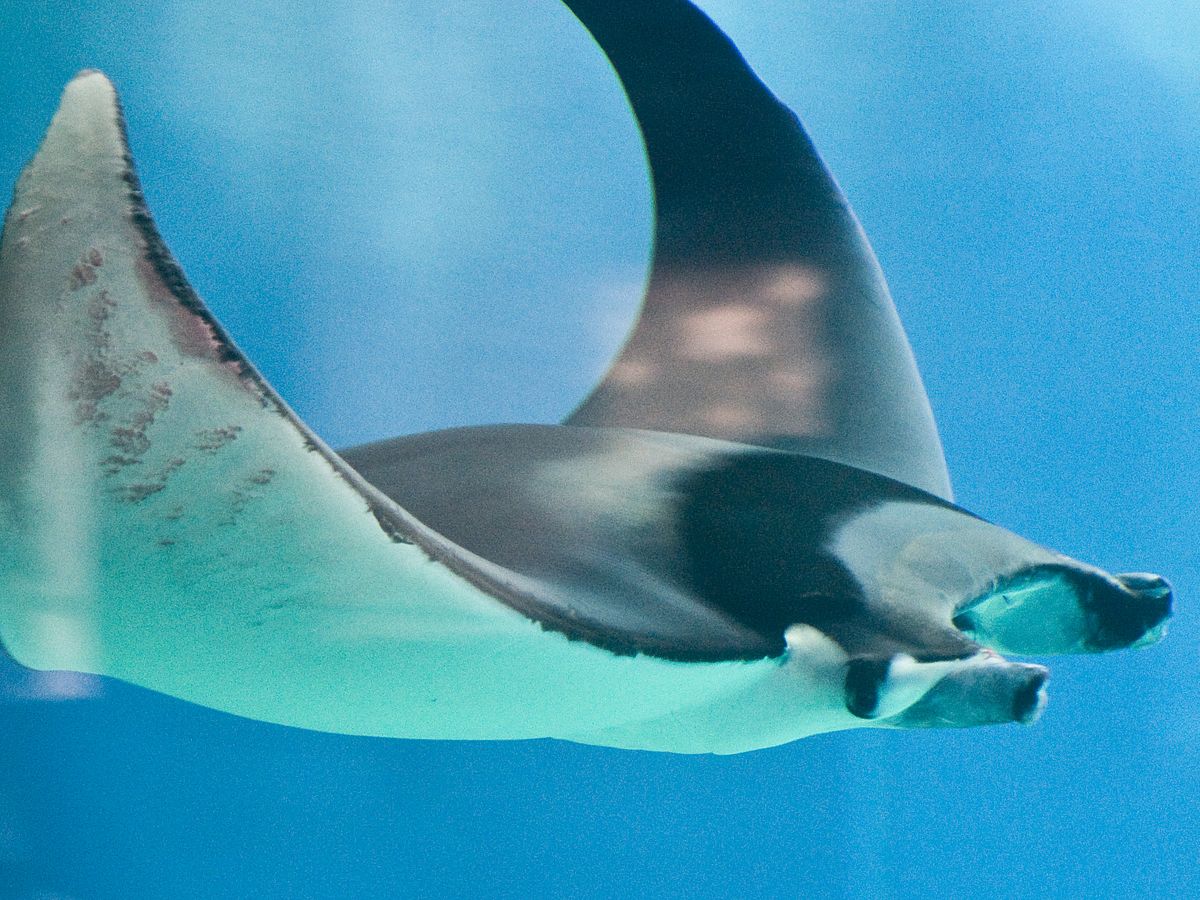 The Difference Between Manta Rays and Mobula Rays - Solitude World