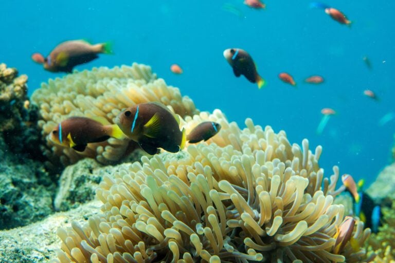 10 Most Beautiful Coral Reef Scuba Diving Destinations