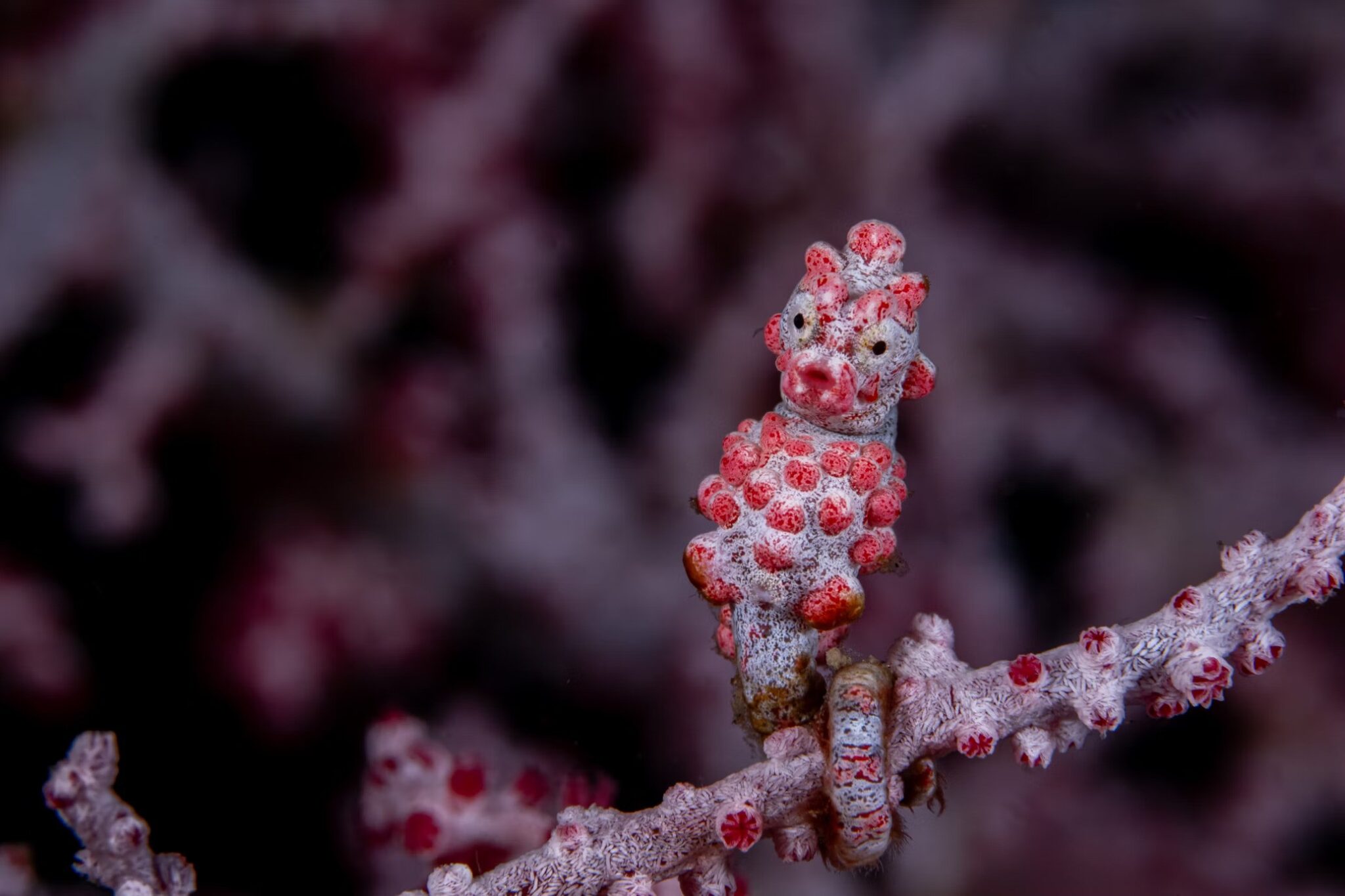 Get to Know the Pygmy Seahorse, A Macro Diving Delight – Solitude World