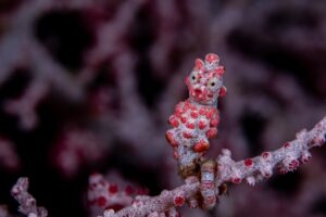 Get to Know the Pygmy Seahorse, A Macro Diving Delight – Solitude World