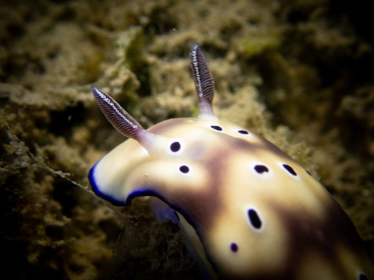 What Are Nudibranchs & Why They're Special - Solitude World