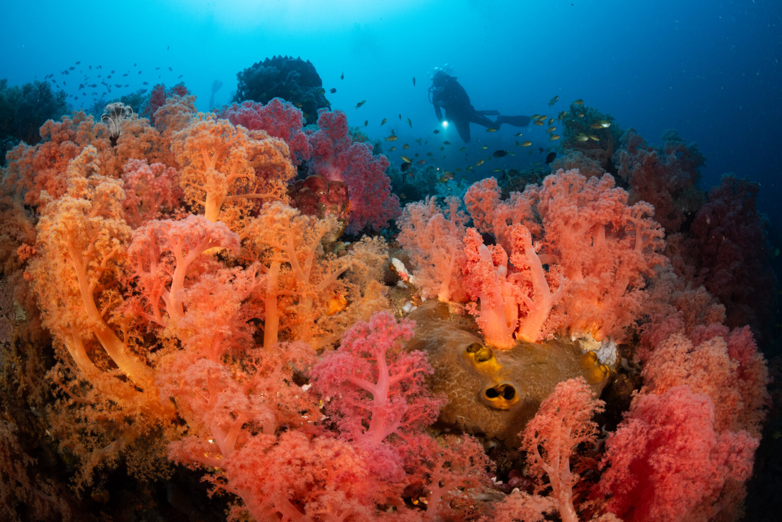 What is Drift Diving? Tips, Gears, & Top Locations