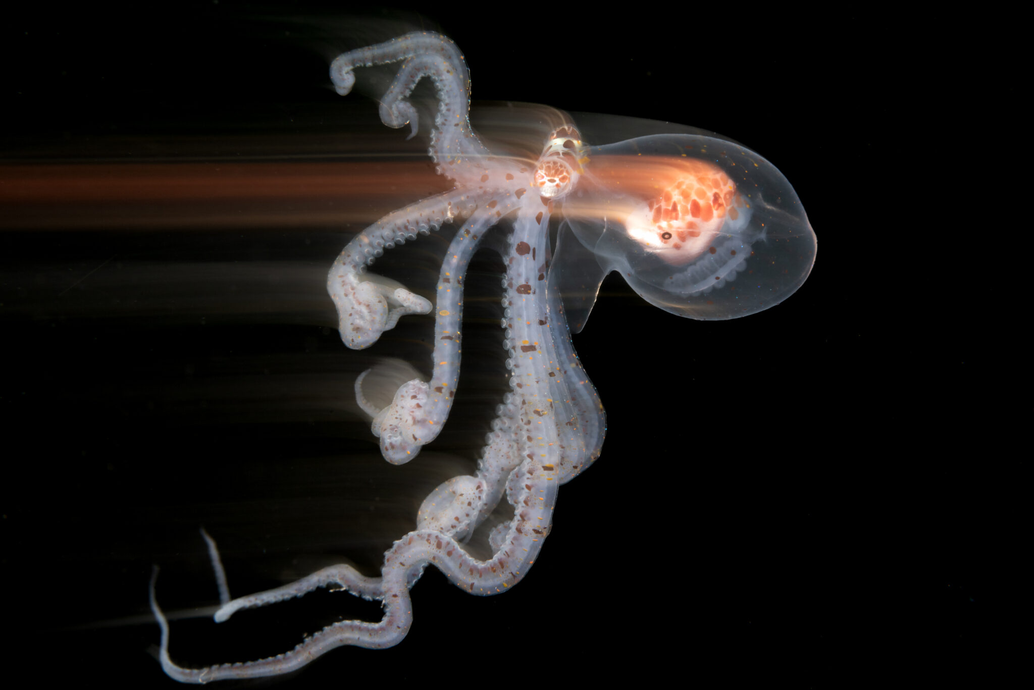 Wunderpus Octopus: Habitat, Behavior & Dive Photo Tips