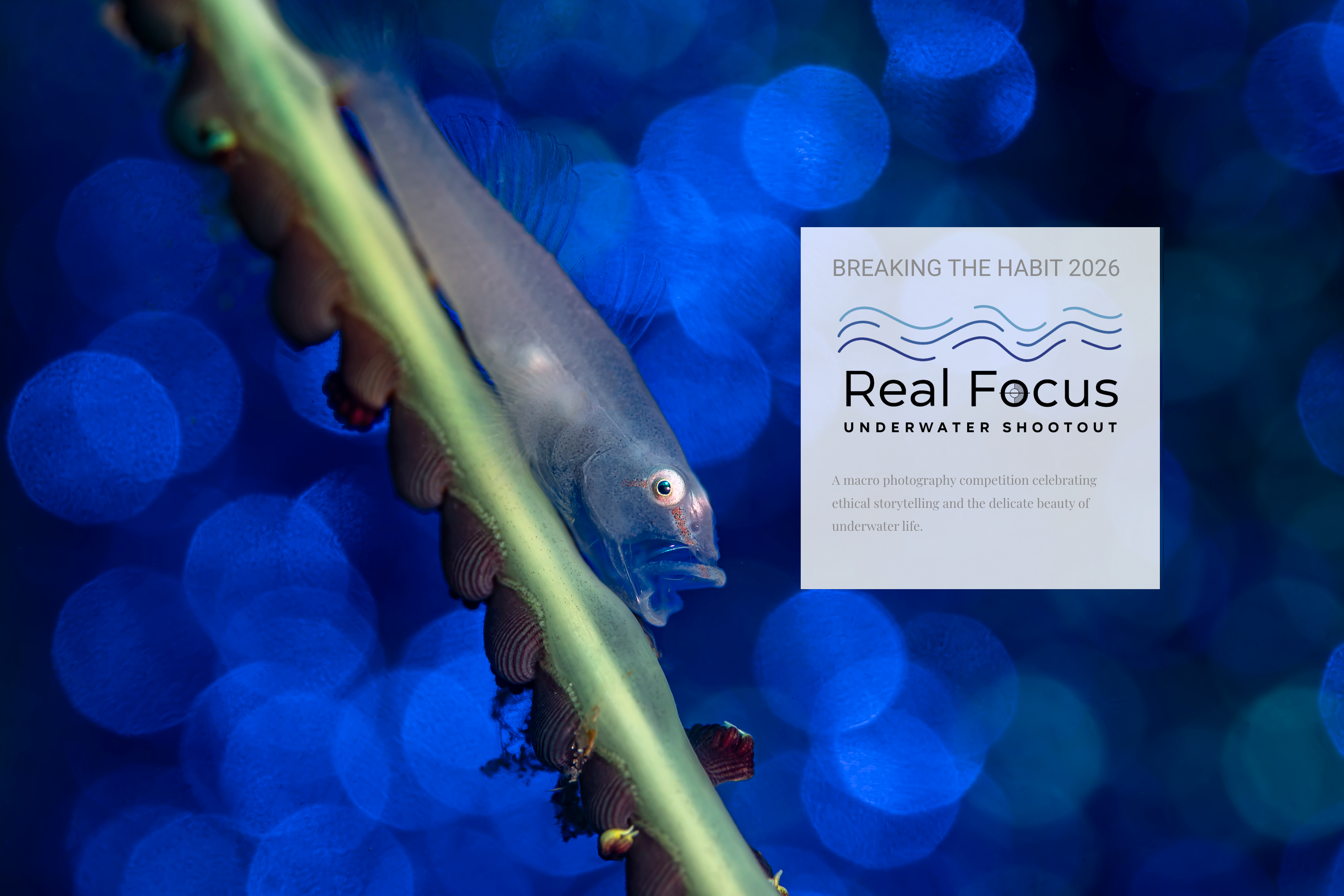 Real Focus Underwater Shootout - HOME