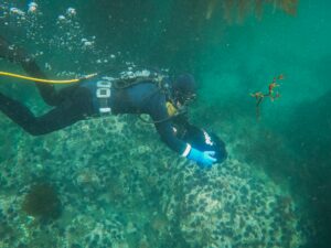 Types of Diving: Explore the Most Popular Dive Styles