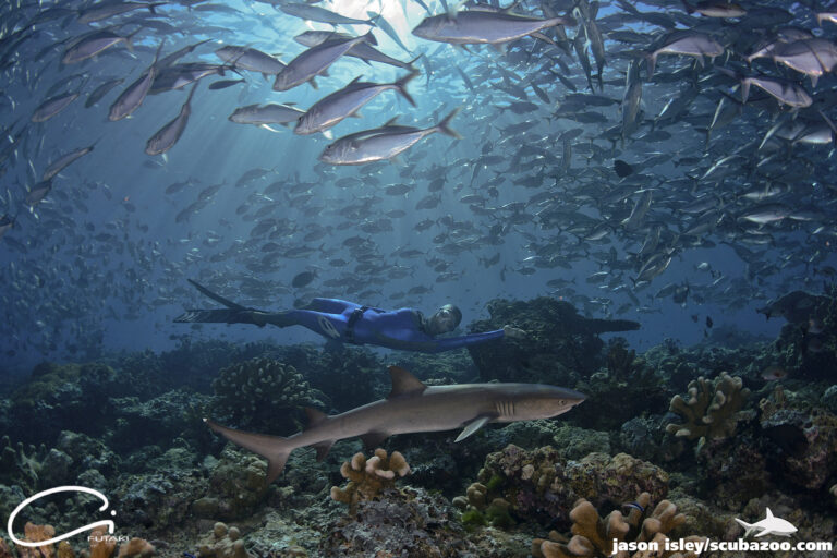 The Best Time to Dive Indonesia in 2026: A Guide by Region