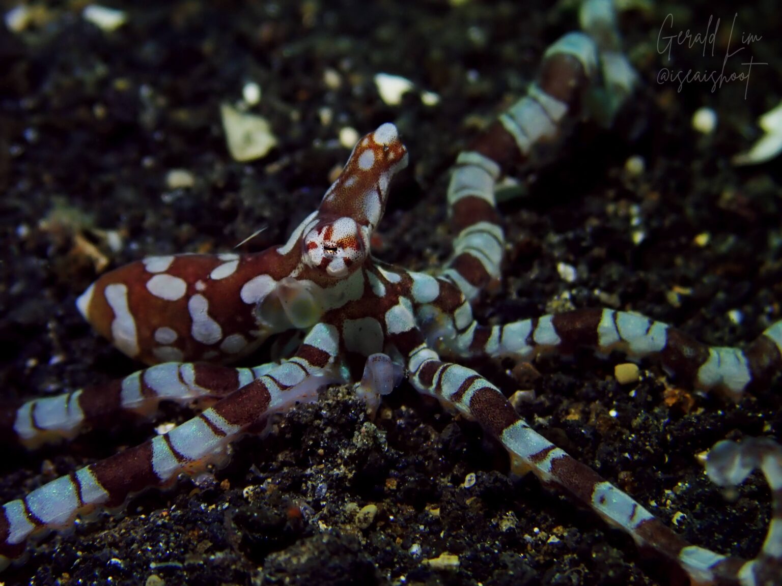 Wunderpus Octopus: Habitat, Behavior & Dive Photo Tips