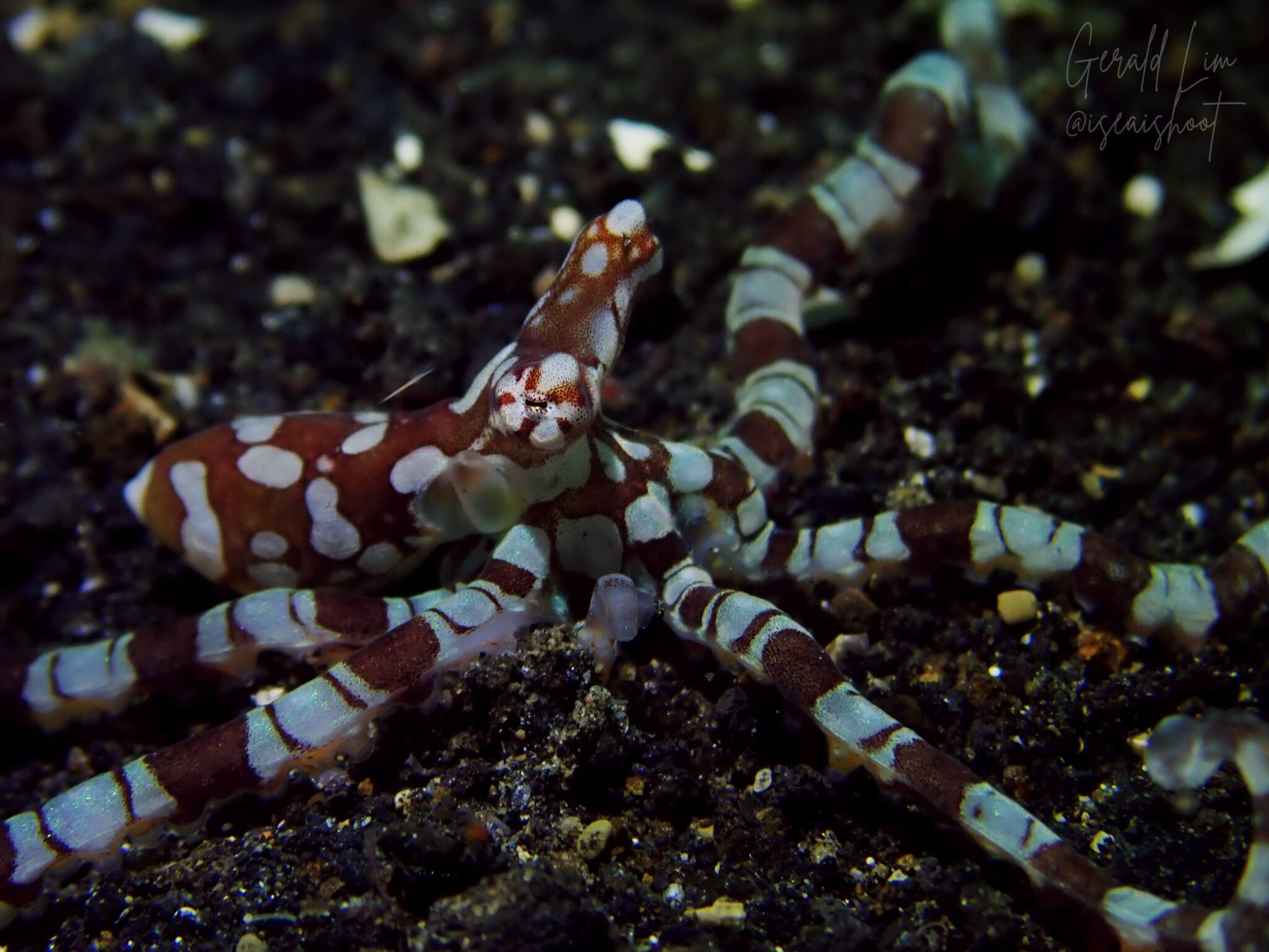 Wunderpus Octopus: Habitat, Behavior & Dive Photo Tips