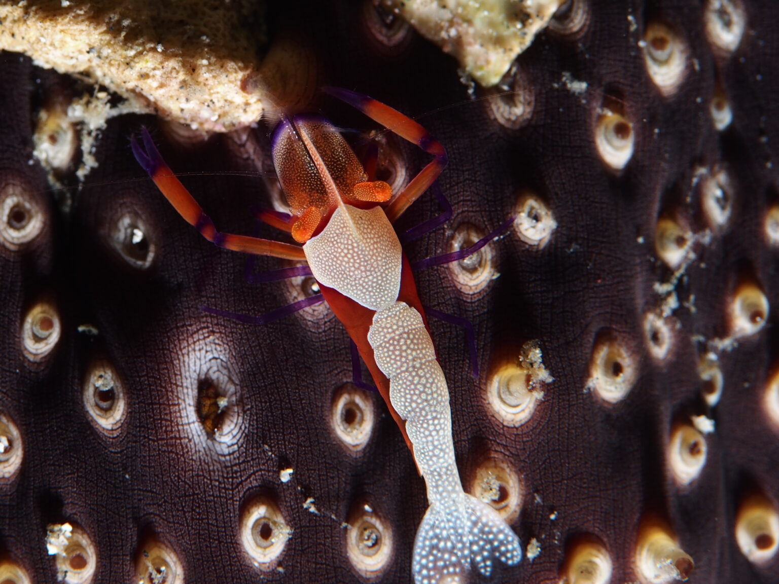 Emperor Shrimp: Habitat, Diet, and Behavior